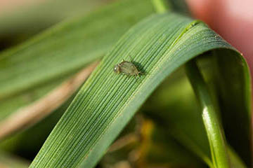 Agricultural Economics | Oklahoma State University
