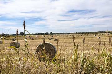 Take caution, read labels when feeding failed crops | Oklahoma State ...