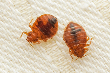 Don’t let the bed bugs bite: what to know | Oklahoma State University