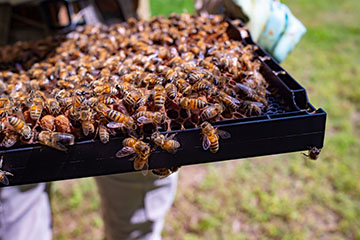 Registration open for OSU beekeeping workshop | Oklahoma State University