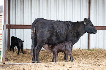 OSU Extension on call for calving season questions | Oklahoma State ...