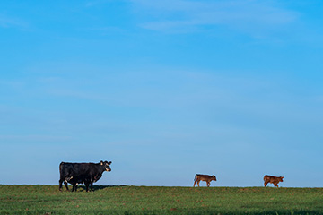 How wheat’s first hollow stem phase affects profits | Oklahoma State ...