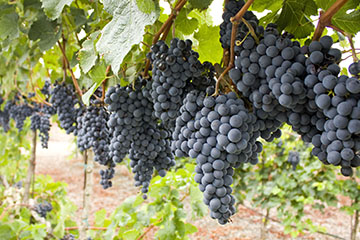 Agricultural Economics | Oklahoma State University