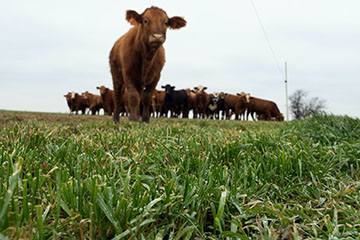 To graze or grain? Producers gear up for wheat planting season ...
