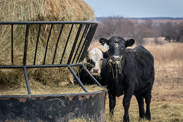 Poor hay crop requires a sustainable winter plan | Oklahoma State ...