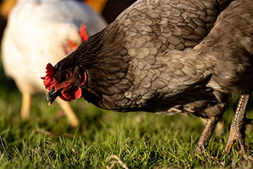 OSU Extension warns poultry owners to know the signs of highly ...