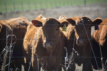 USDA cattle report shows strong market prices support higher feedlot ...