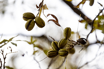 Agricultural Economics | Oklahoma State University