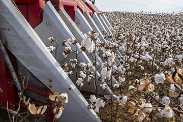 OSU and Texas A&M to host 10th annual Red River Crops Conference ...