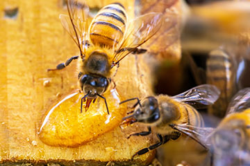 Tulsa beekeeping workshop available in September | Oklahoma State ...