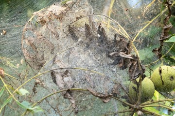 Summer landscapes prone to bagworm, webworm infestations | Oklahoma ...