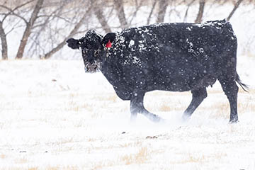 Rancher’s Lunchtime Series explores wintering cows with limited forage ...