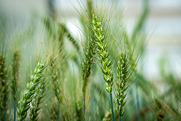 Certified crop advisor credits available at upcoming Winter Crops ...