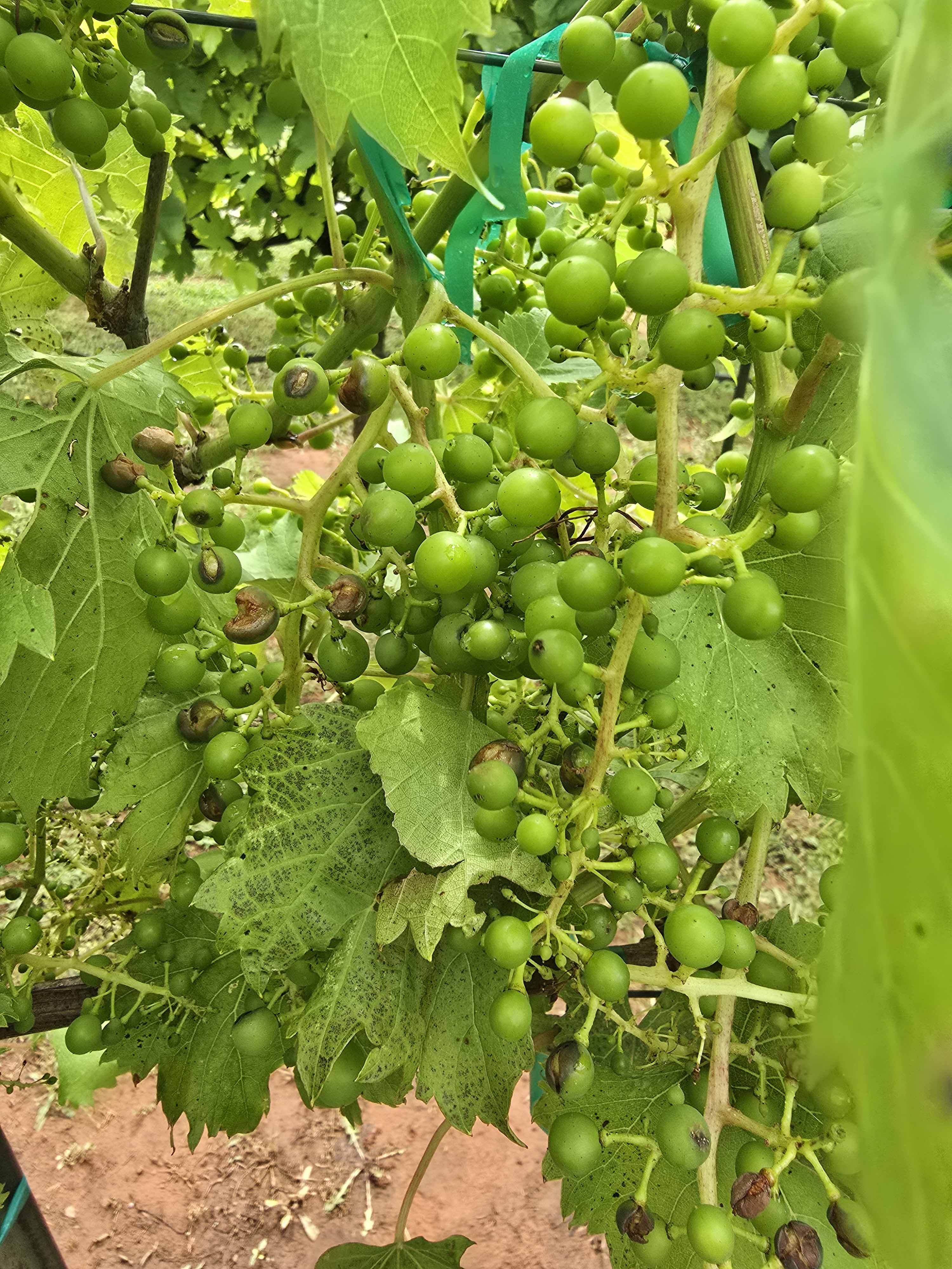 Berry Splitting in Grape Clusters | Oklahoma State University