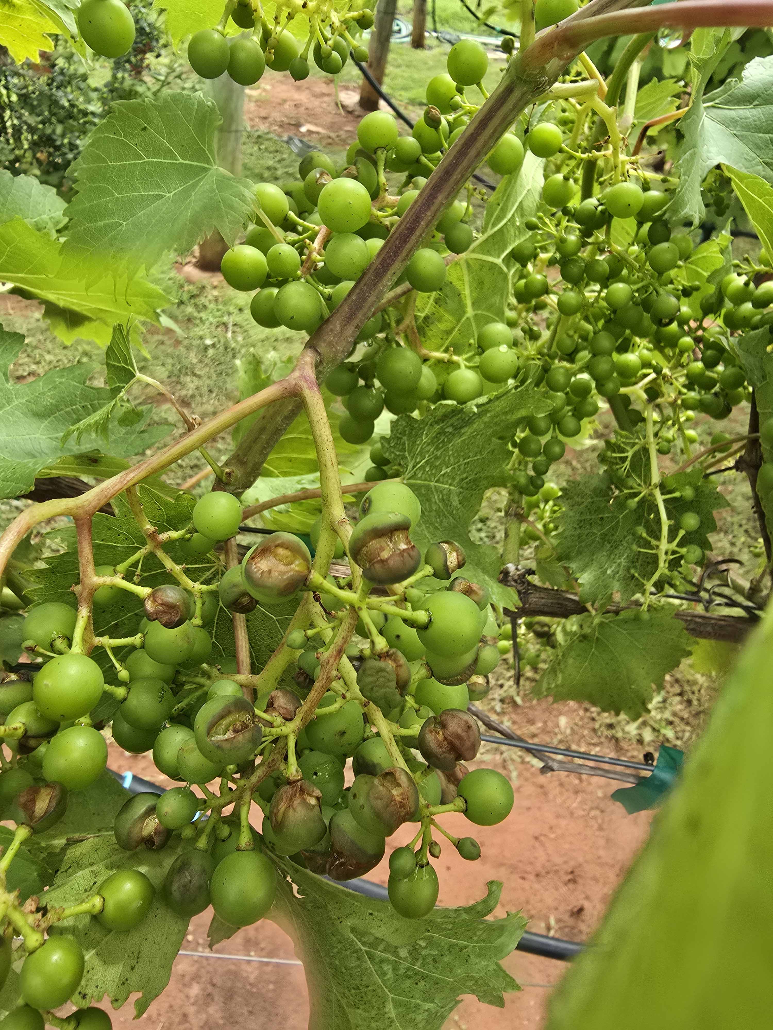 Berry Splitting in Grape Clusters | Oklahoma State University