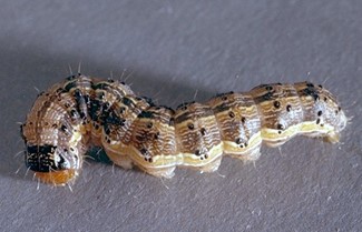 Timely Scouting and Management Considerations for Corn Earworms | Oklahoma State University