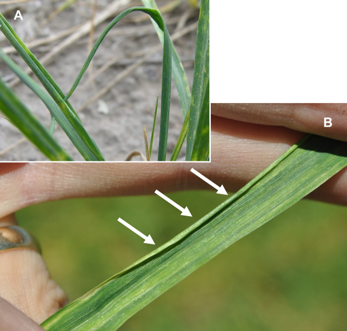 Small Pest, Big Problems: Wheat Curl Mites and Wheat Streak Mosaic ...