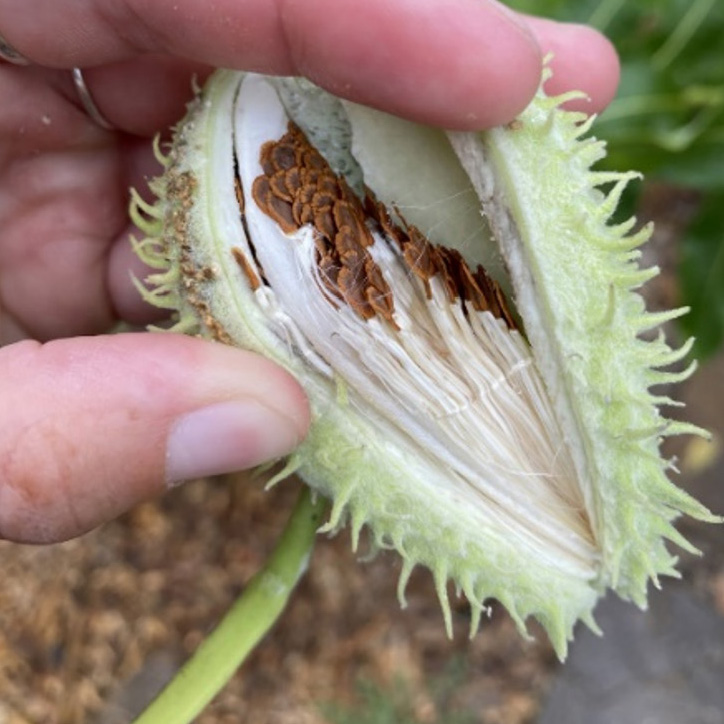 Native Milkweed Germination Guide | Oklahoma State University