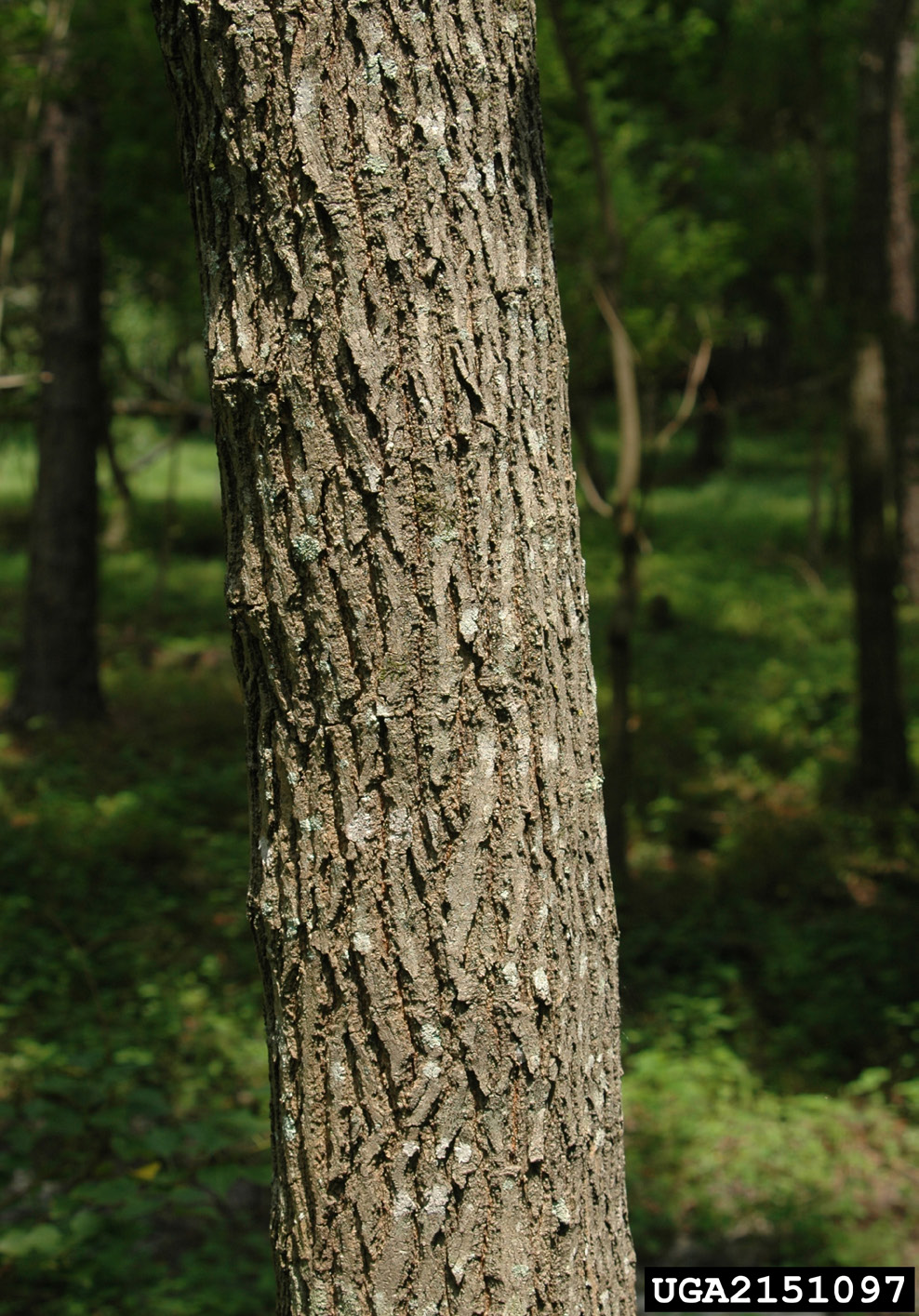 The Exotic Invasive Chinese Tallow Oklahoma State University
