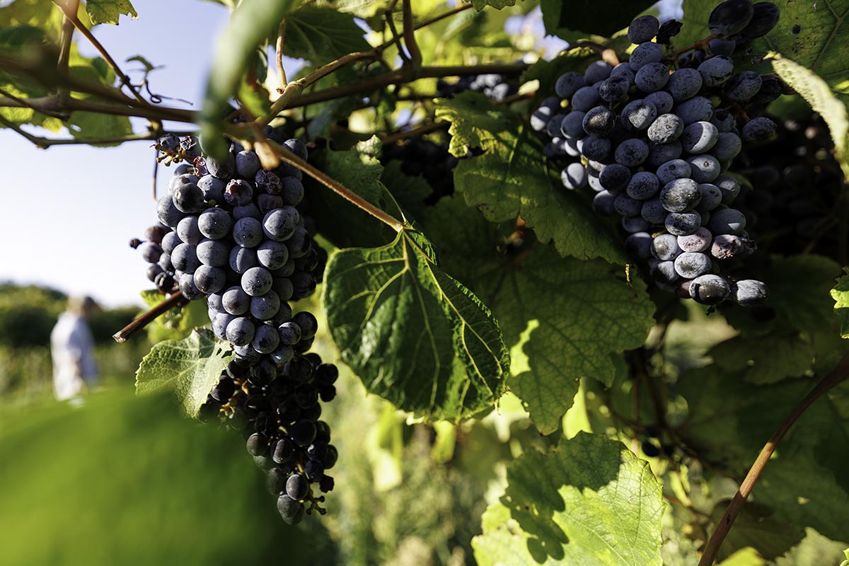 Small Fruits and Nuts | Oklahoma State University